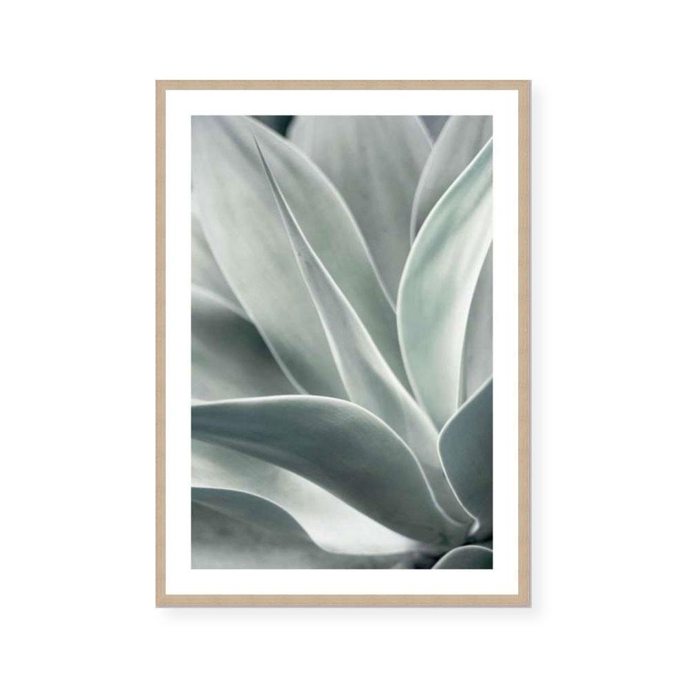 Agave I – Art and Framing Co
