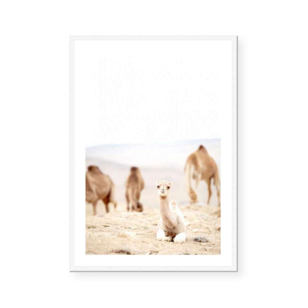 Caramel Camel II – Art and Framing Co