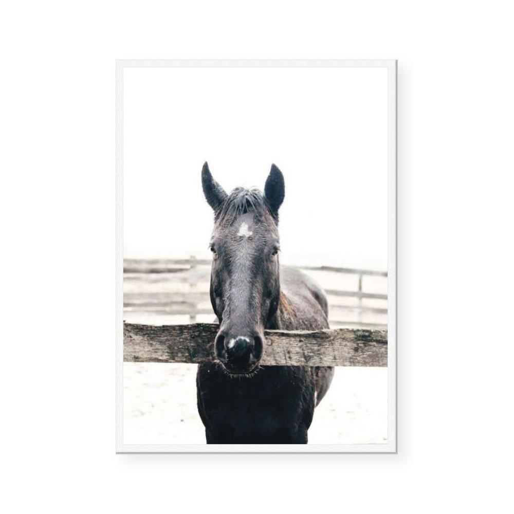 Gaze – Art and Framing Co