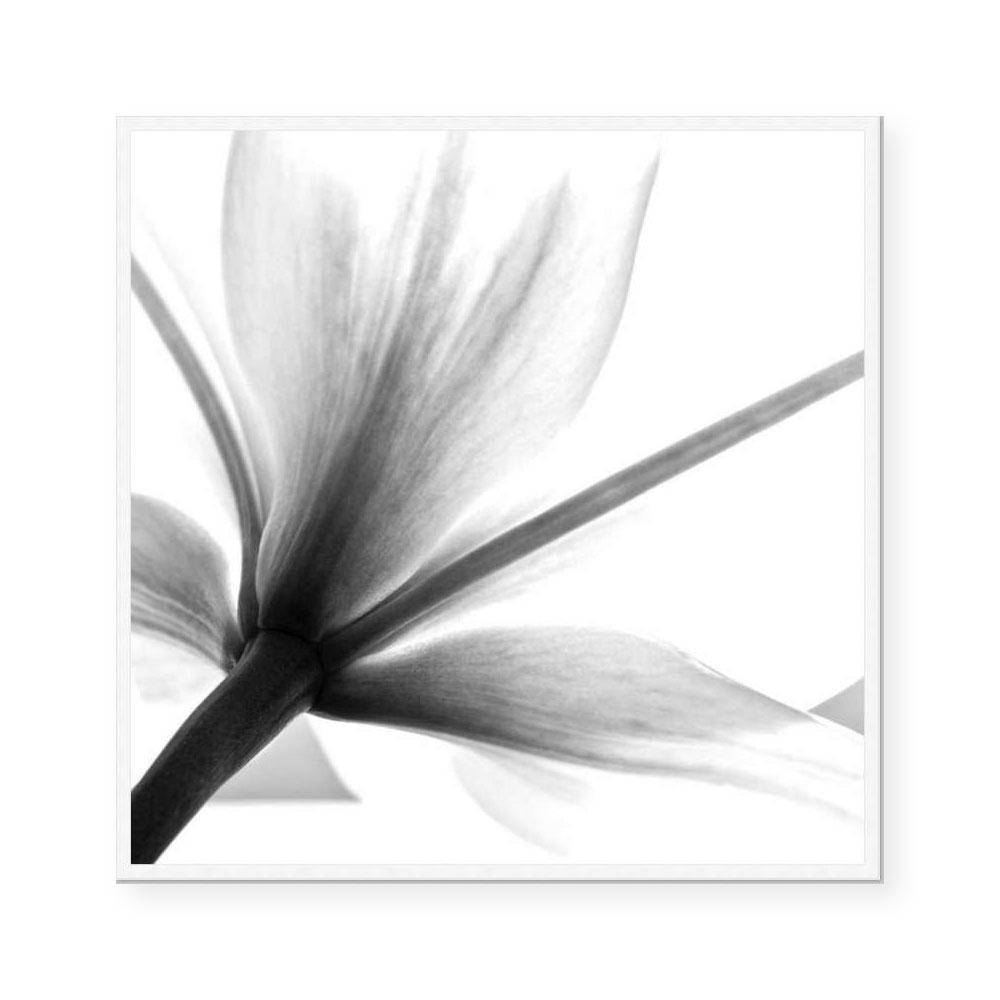 Lady Lilly II | Square – Art and Framing Co