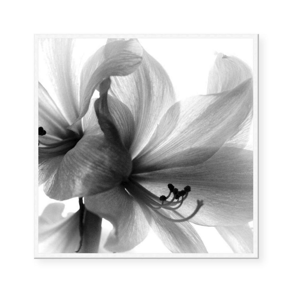 Lady Lilly I | Square – Art and Framing Co