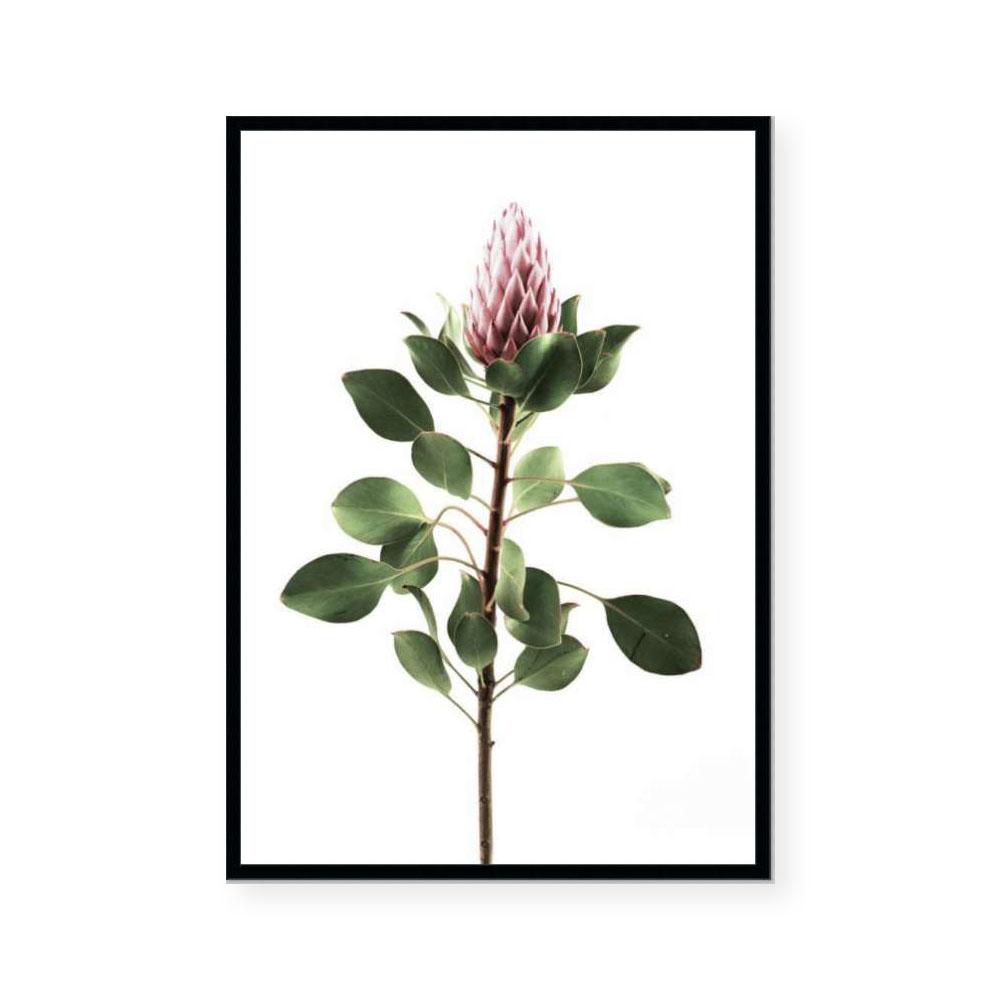 Long Stem Protea – Art and Framing Co