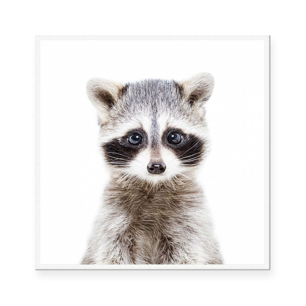 Raccoon | Square – Art and Framing Co