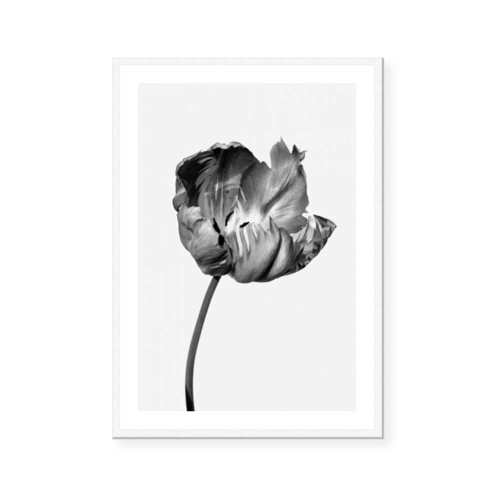 Single Flower II – Art and Framing Co